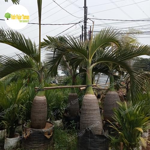 Jual pohon palm botol tree tinggi 2,5m / palm bottle tree - Kota Depok ...