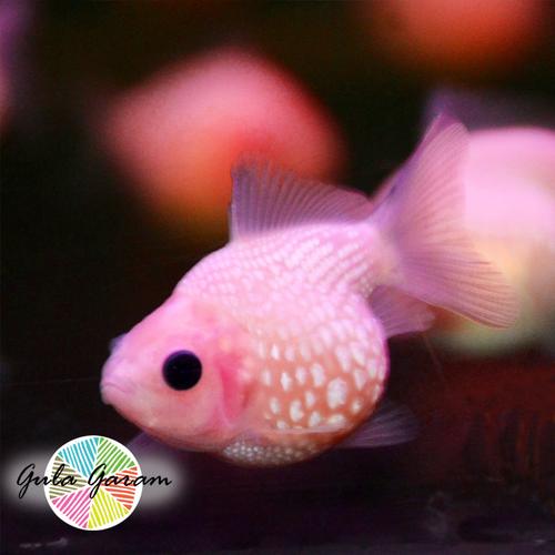 Jual Baby Koki Pink Mutiara Ikan Hias Aquascape Hiasan Aquarium Kolam ...