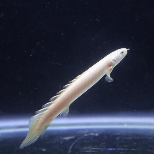 Jual Ikan Palmas | Leucistic | Ikan Naga | Ikan Predator | Ikan Langka ...