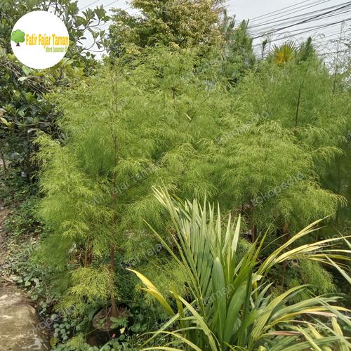 Jual pohon Cemara balon tinggi 2 m - 3 m / Casuarina sumatrana ...