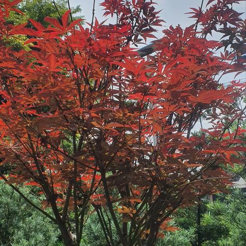 Jual tanaman hias pohon red maple/pohon mapel - Kota Depok - Wijaya ...