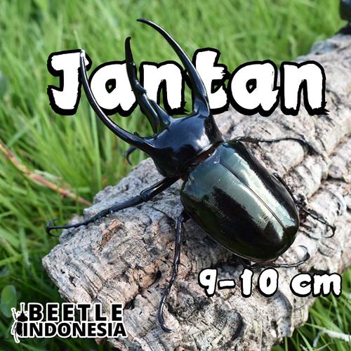 Jual Peliharaan kumbang tanduk - Jantan 10 cm - Kab. Jember - BeetleIndonesia | Tokopedia