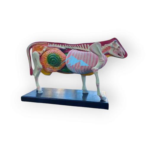 Jual Alat Peraga Pendidikan Anatomi Torso Tubuh Model Sapi - Kab ...