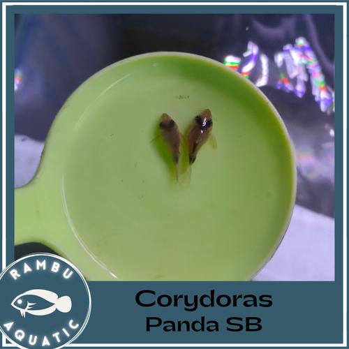 Jual Ikan Corydoras Panda SB / Panda Short Body - Jakarta Utara - RAMBU ...