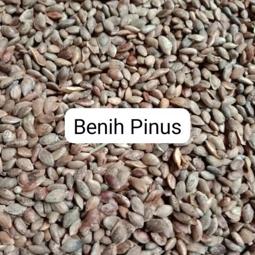 Jual Benih Pinus Merkusi - Min 10 kg - Kab. Bogor - aneka tani ...