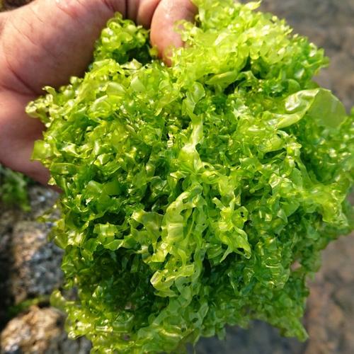 Jual makro alga ulva, angguran, glacilaria, alga hijau mix 200 gram ...