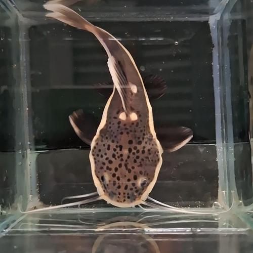 Jual IKAN RTC 20 cm red tail catfish ikan predator ikan lele import ...