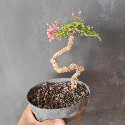 Jual Bonsai minion sakura mikro - Kab. Gunungkidul - Maskotpetani ...