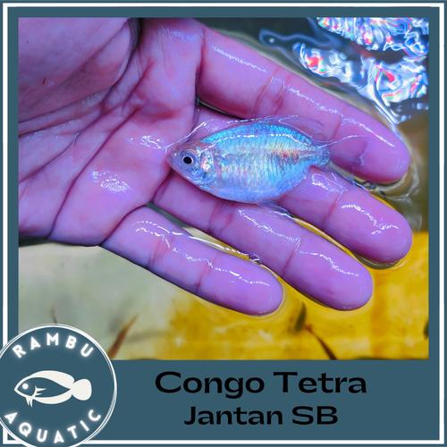 Jual Ikan Congo SB jantan / Congo Short body - Jakarta Utara - RAMBU ...