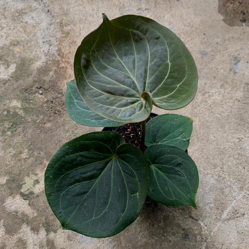 Jual anthurium king of spades dark form round - sp - Jakarta Barat ...
