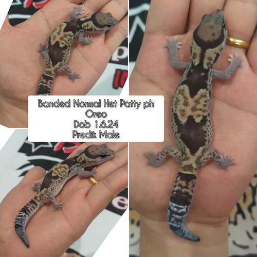 Jual Gecko AFT Banded Normal Het Patty Ph Oreo Male sesuai foto - Kab ...