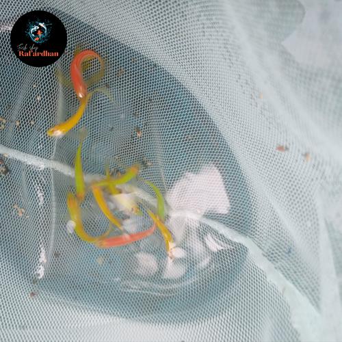 Jual danio slayer green / ikan hias danio slayer hijau / ikan hias ...