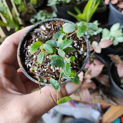 Jual ficus sp Panama tanaman terrarium paludarium - Kota Tangerang ...