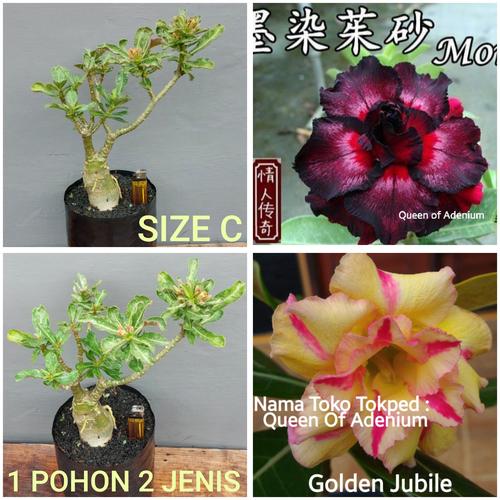 Jual Bunga Adenium Tumpuk Kamboja 1 POHON 2 JENIS ID LAWAS MORAN ...