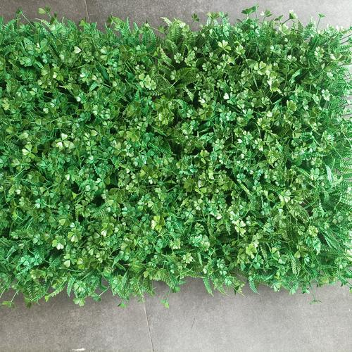Jual daun rambat pakis semanggi - Jakarta Selatan - Simple Store ...