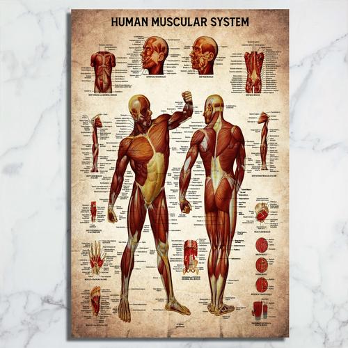 Jual POSTER SCIENCE - Muscular System Otot Anatomy Biology - PS043 ...