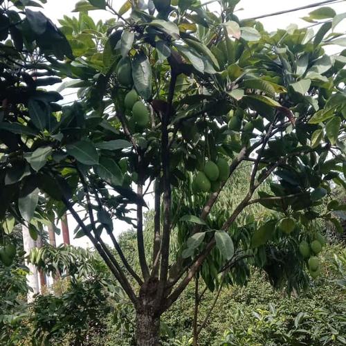 Jual Pohon Mangga Manalagi Berbuahbibit Mangga Manalagi Btg Besar Siap Buah Kota Tangerang