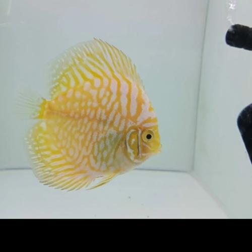 Jual ikan discus/ikan diskas/ikan diskus/ikan hias/ikan air tawar ...