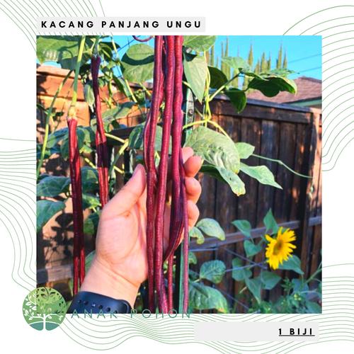 Jual Benih Bibit Biji - Kacang Panjang Merah Ungu Bush Yard Long Beans ...