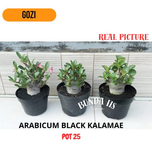 Jual Bonsai adenium arabicum Gozi id BLACK KALAMAE, Pot 25 - Kota ...