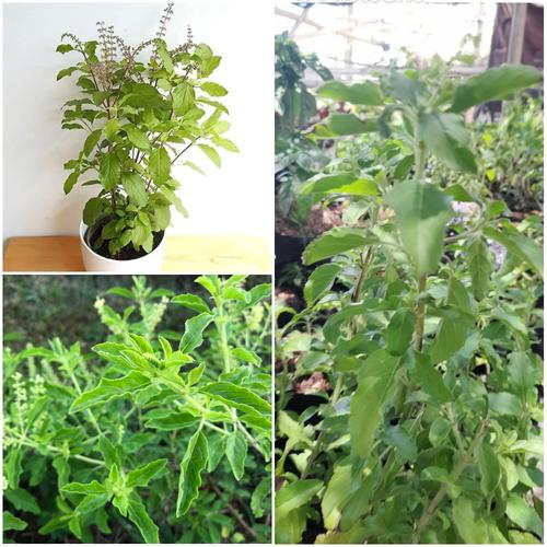 Jual Tanaman Holy Basil / Tanaman Hot Basil / Kemangi Suci Ruku Ruku ...