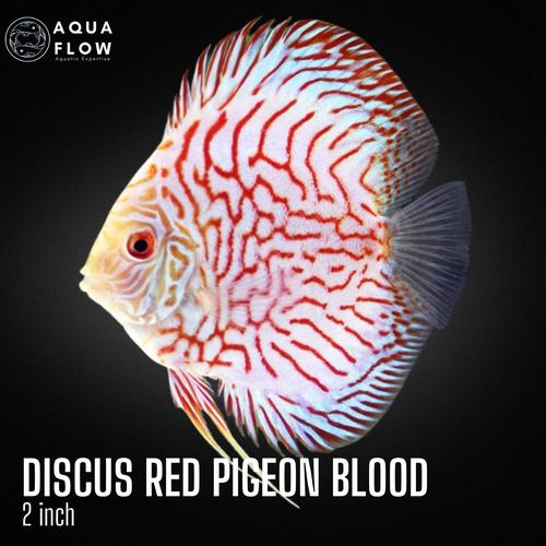 Promo Ikan Discus Red Pigeon Blood 2 inch Grade A High Quality - 2 inch ...