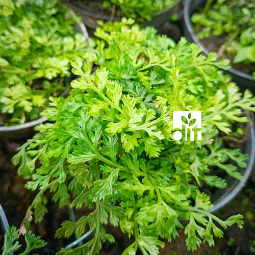 Jual Bolbitis Heteroclita Difformis - Tanaman Aquatic Aquascape - Kab ...