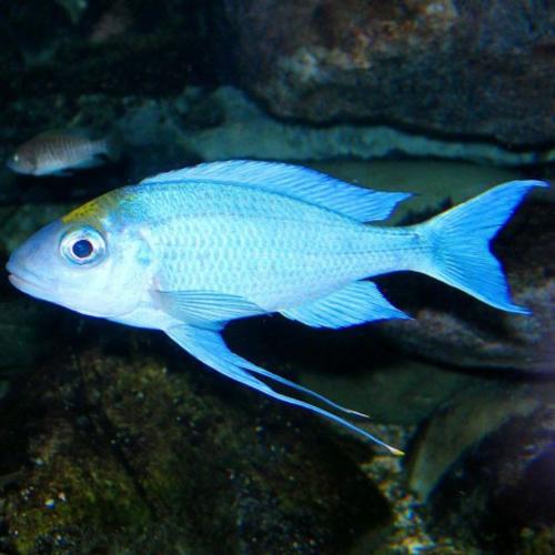 Promo Ventralis Cichlid 3-3,5cm / Ophthalmotilapia ventralis ( african ...