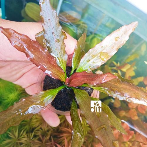 Jual Echinodorus Soekarno - Tanaman Aquatic Aquascape - S - Kab. Malang ...