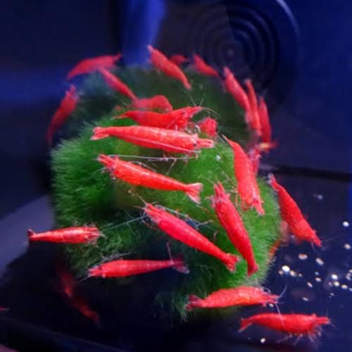 Jual udang hias red cherry shrimp pemakan algae aquascape rcs - Kota ...