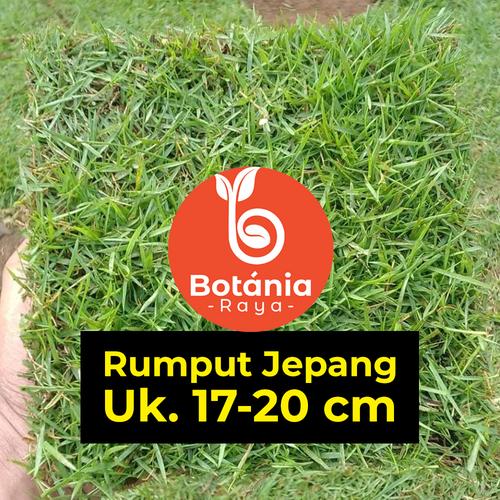 Promo Rumput Jepang hidup ukuran 17-20cm l rumput taman l tanaman ...