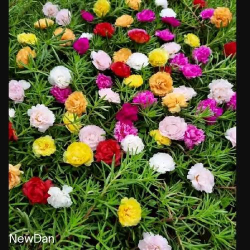 Jual bunga krokot ( mosrose) bunga yg mudah ditanam dan tumbuh Tersedia ...