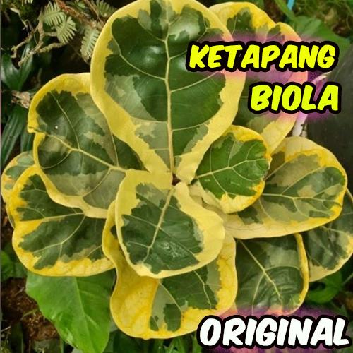 Jual ketapang biola varigata tanaman hias ketapang biola varigata ...