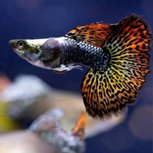 Jual Ikan Guppy Dragon | Ikan Hias Air Tawar Akuarium - Per Ekor - Kota ...