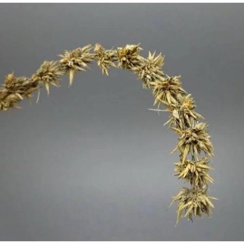 Jual Bunga bambu kuning pring fresh isi 30 - Kab. Bandung Barat - K&E ...