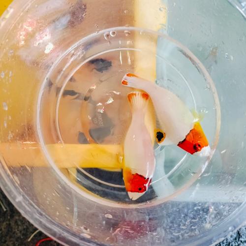 Jual ikan palahaji ukuran medium - Kota Surabaya - Blue ocean Aquarium ...