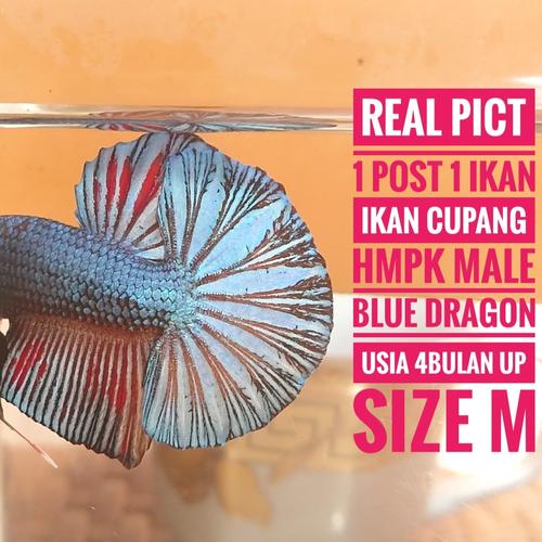 Jual ikan cupang hmpk blue dragon male kode h307 - Kab. Bogor - Mobile ...