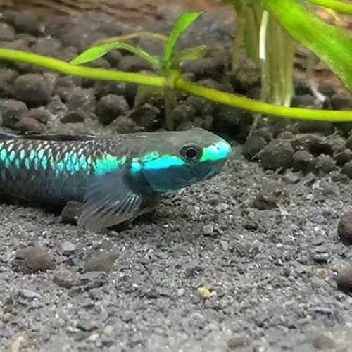 Promo IKAN GOBI BLUE NEON/IKAN HIAS/IKAN HIAS AQUASCAPE/IKAN HIAS AIR ...