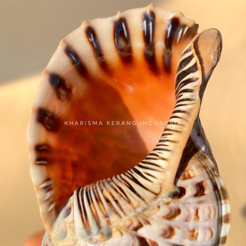 Jual Triton Trumpet Shell Giant Triton Shell Kerang Terompet Kerang ...
