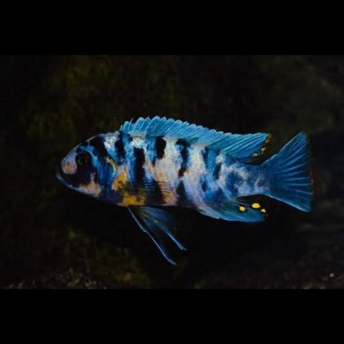 Jual Metriaclima Ob Mbuna - African Cichlid - Jakarta Pusat - Hasbuna ...