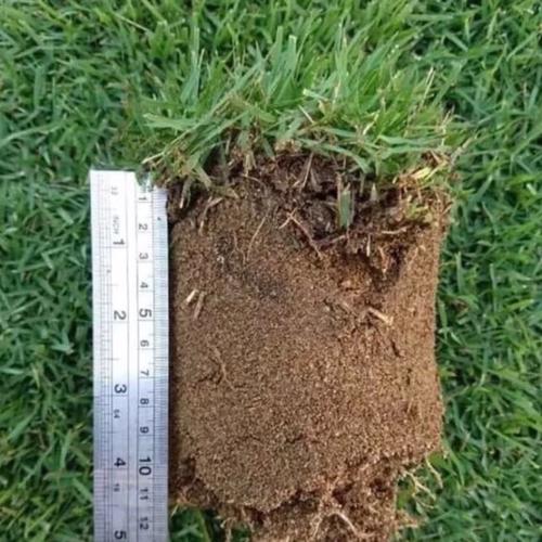 Jual Benih rumput manila 1kg/biji rumput ZOYSIA MATRELLA/ZOYSIA (PRODUK ...