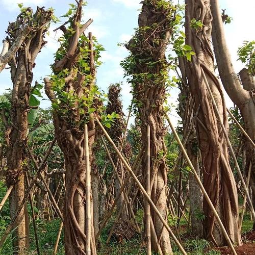 Jual JUAL POHON BODHI TREE TANAMAN BODHI - Kab. Bogor - Naufalmandiri ...