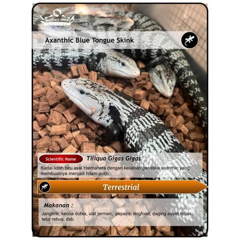 Jual Kadal Panana Axanthic Adult / Kadal Lidah Biru Axanthic Axanthic ...