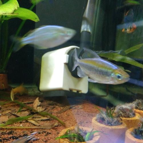 Jual ikan congo tetra 6-7cm badan - Kab. Bekasi - ikan aquascape31 ...