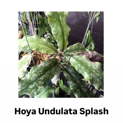 Jual HOYA UNDULATA ARMY/SPLASH TANAMAN HIAS/BUNGA COCOK UNTUK DIGANTUNG ...