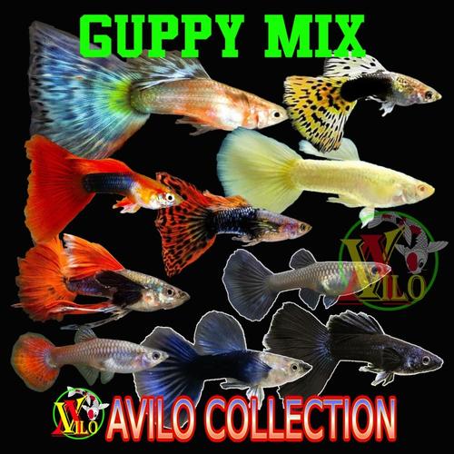 Jual ikan hias aquascape guppy fish jenis cendol mix rendom - Kota ...