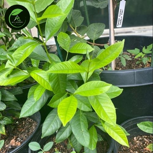 Jual tanaman salam // pohon salam // daun salam - Kab. Bogor - puspa ...