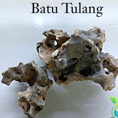Jual Batu Karang Tulang Hiasan Aquascape Aquarium 1 Kg Hardscape Stone ...