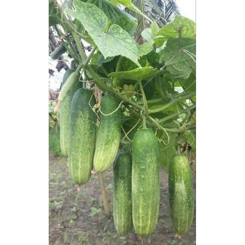 Jual Pupuk Organik Cair Timun, Booster Timun Maxboost, Melebatkan Dan ...