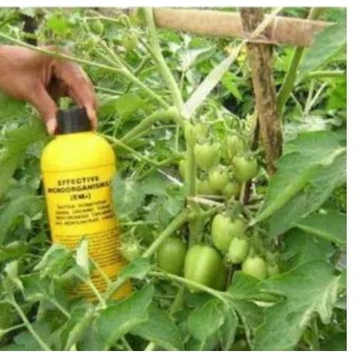 Jual Pupuk Organik EM4 Pertanian 1 Liter Tanaman EM 4 Cair Fermentasi ...